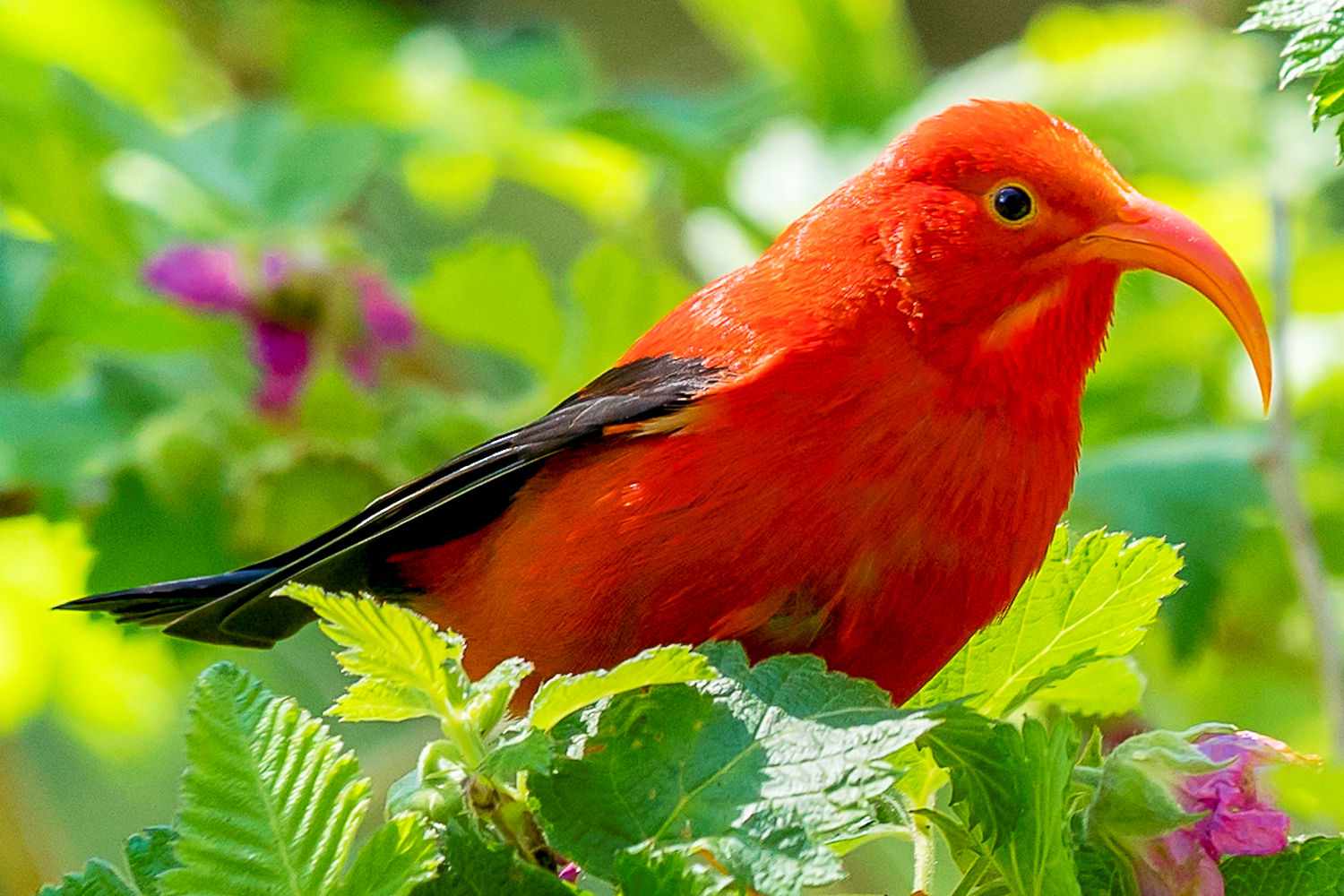 Quietly Observe the Many Colorful Birds of Oahu | Prince Waikiki