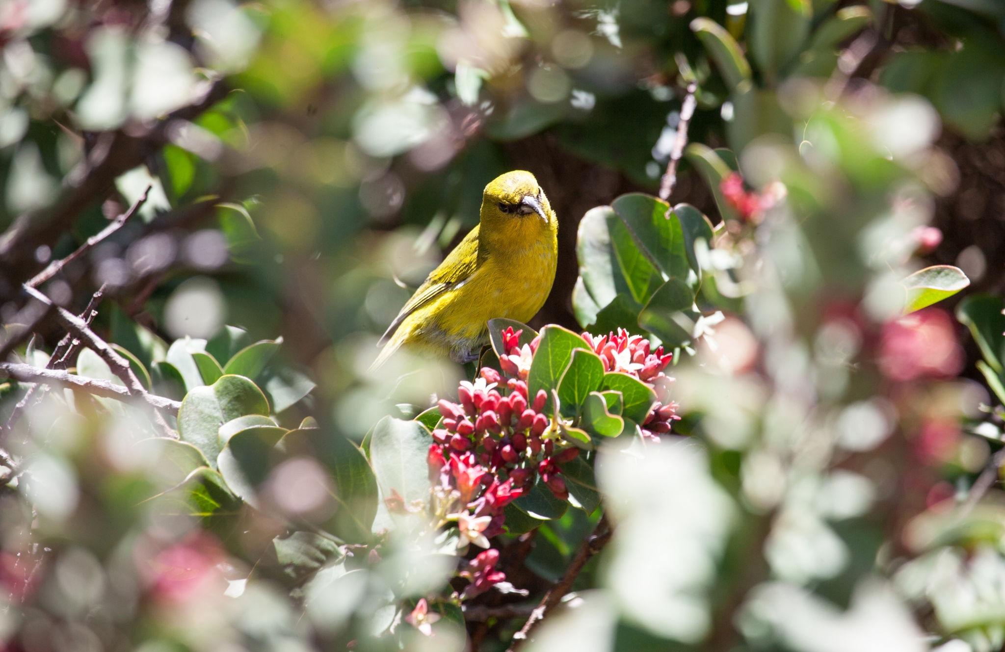 Get to Know Hawaiian Wildlife in Oʻahu | Prince Waikiki